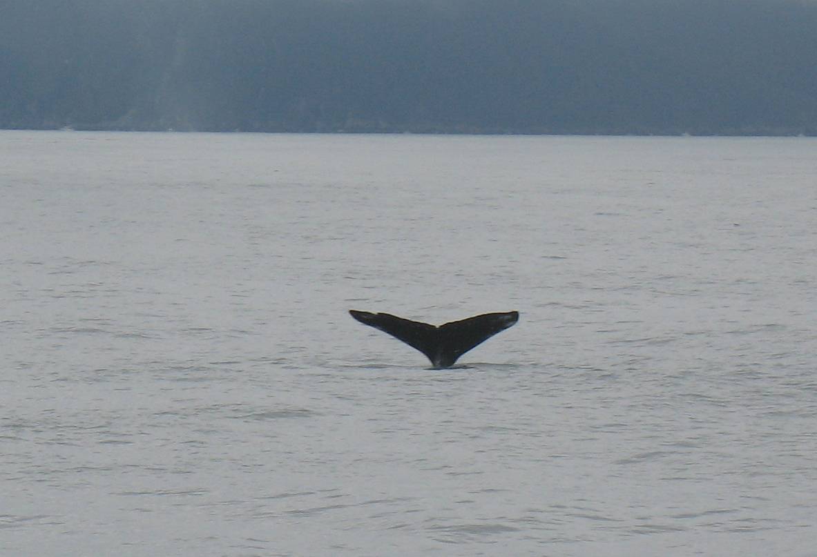 Humpback whale | Mostly Fish – scroll down after clicking a tab